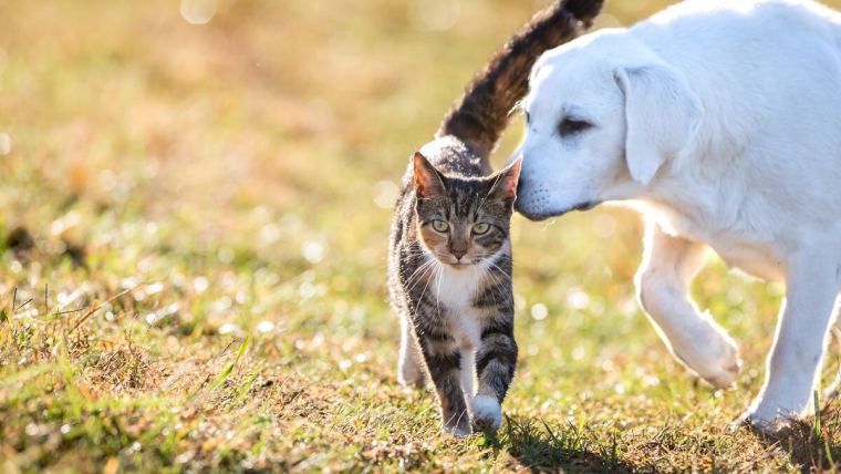 Alltech announces Microbuild™ for Pets